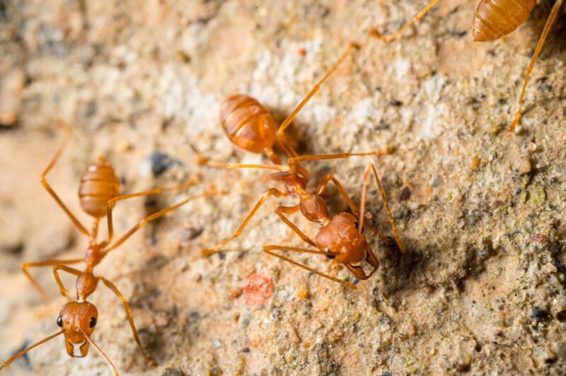 5 Risks of Ant Infestations | Prevent Pest Control Blog