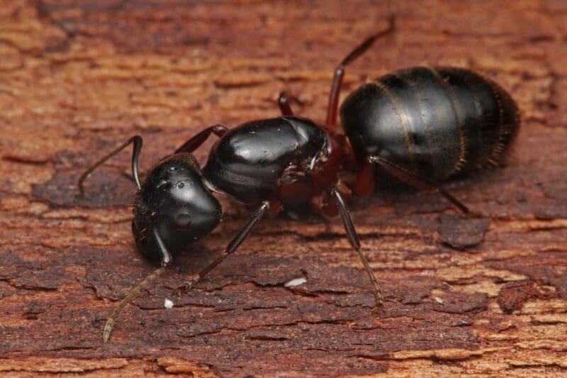 Where do Carpenter Ants Come From? | Prevent Pest Control