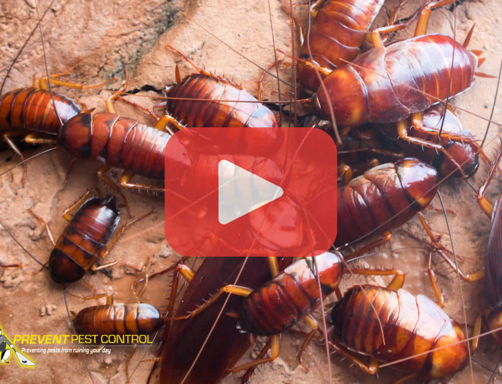 What's the Biggest Cockroach in the USA? I Prevent Pest Blog