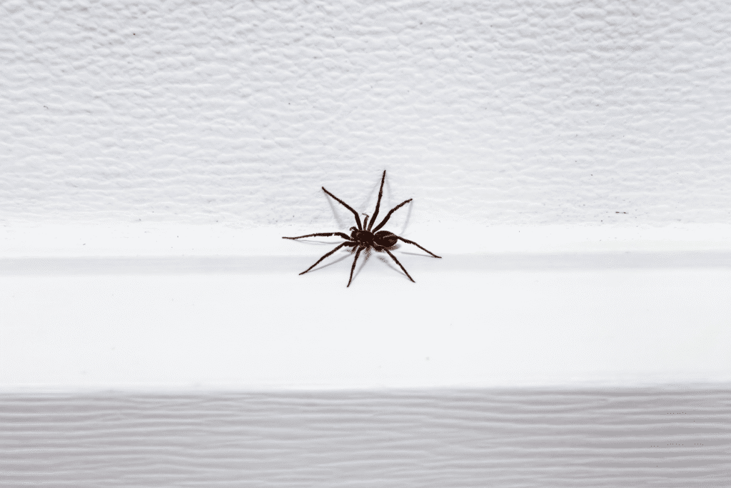 Are There Dangerous Spiders in Ohio? How to Identify