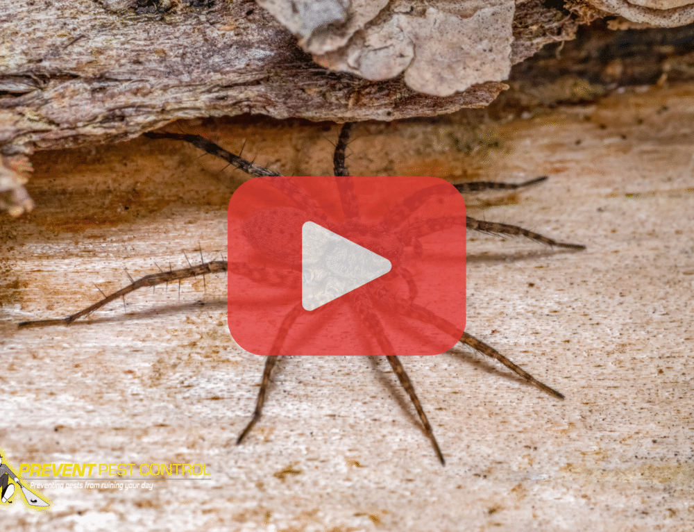 Are There Dangerous Spiders in Ohio? How to Identify